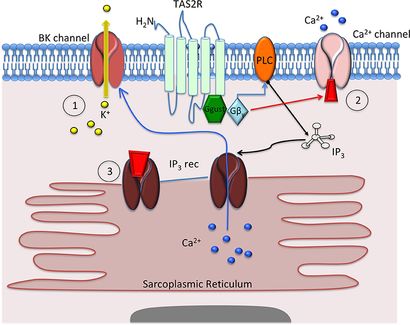 sense receptors function