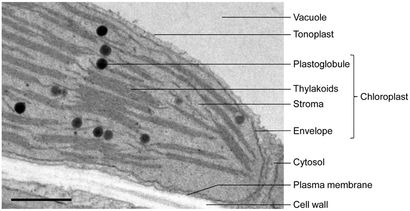 leech cs labeled