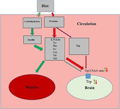 tryptophan cycle