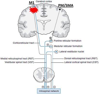 reticular spinal tract function