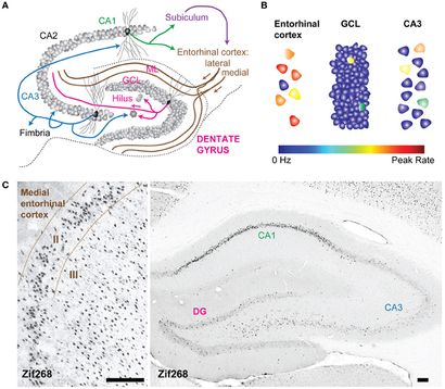 dentate gyrus function