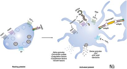 platelets structure and function