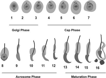 spermiogenesis 4 phases