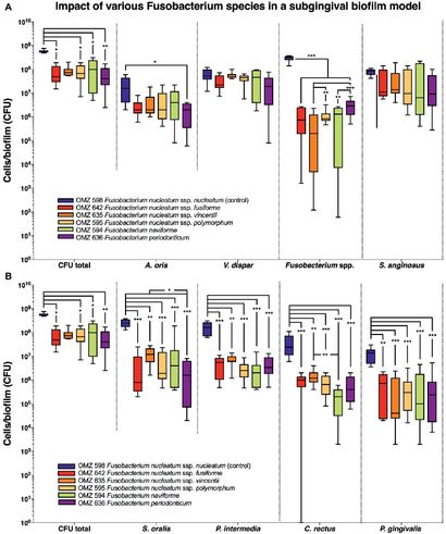 fusobacterium spp