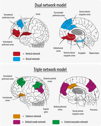 dorsomedial prefrontal cortex function
