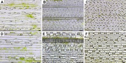 leaf cuticle under microscope