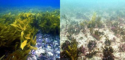 kelp forest information