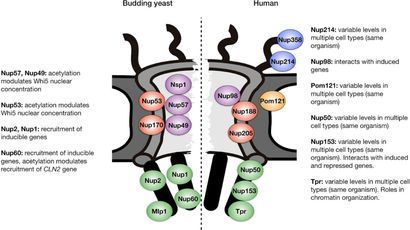 pore complex function