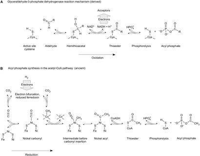 acetyl coa pathway