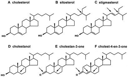 steroid structure cholesterol