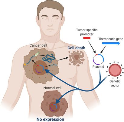 expression vector human cells