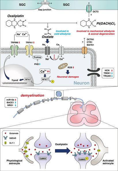 oxaliplatin cold sensitivity