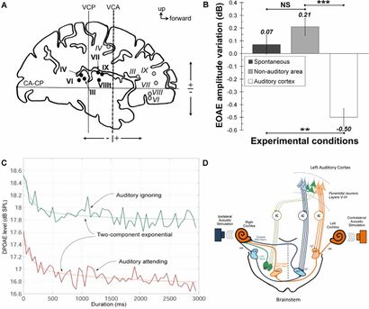 primary and secondary auditory cortex function