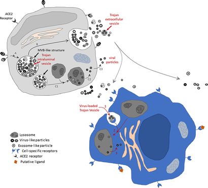 vesicle like structure