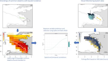 dolphin bycatch statistics