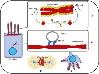 plant cell microfilaments function