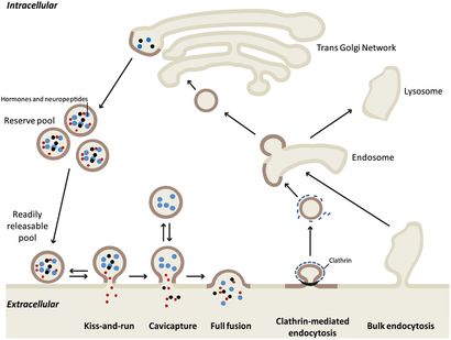 exocytosis example simple