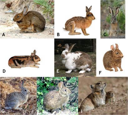 rabbit evolution level