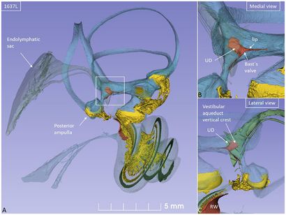 vestibular duct function