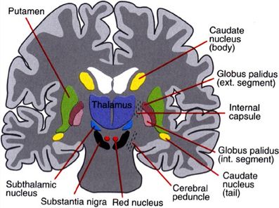cerebral nuclei function