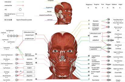 nervous expression description