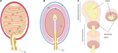 tactile corpuscle function