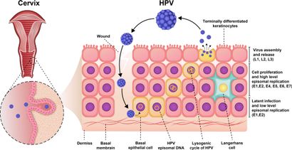 hpv virus