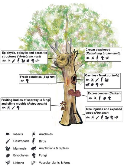how to draw xml tree class 10