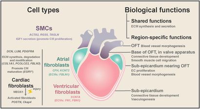 human heart single cell
