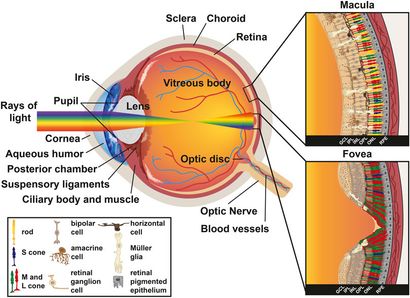 eye cone cells