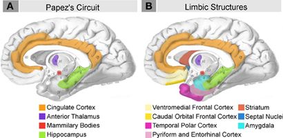 limbic system simple drawing