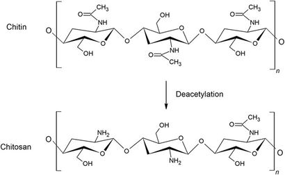 chitosan nanoparticles structure
