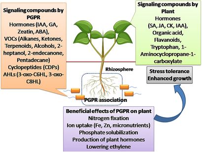 phytostimulation ppt