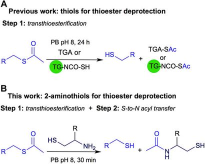 thioester hydrolysis