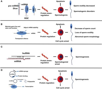 sperm production cycle