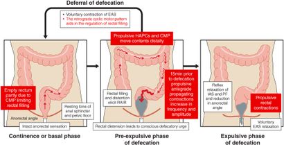 defecation reflex diagram