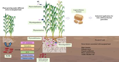 phytostimulation process