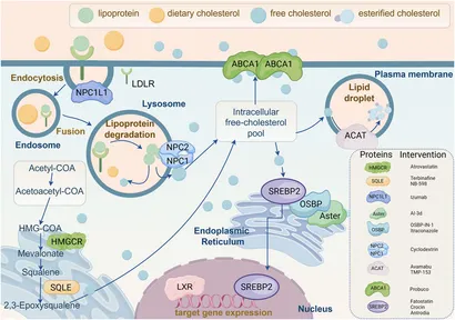Frontiers | Mechanism and therapeutic potential of liver Frontiers | Mechanism and therapeutic potential of liver