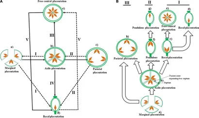 Angiospermen Samen Diagramm