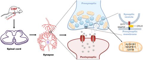 synapse spinal cord
