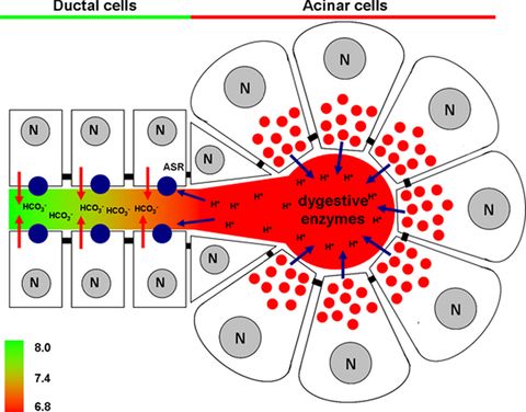 ductal cells function