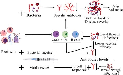 disease causing protozoans