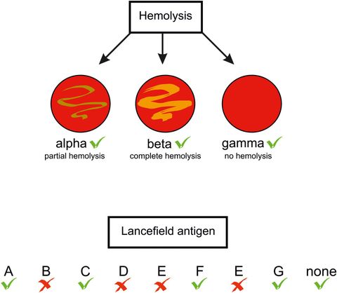 streptococcus salivarius hemolysis