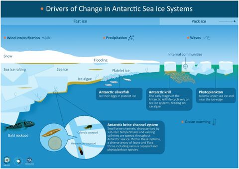 antarctic ecosystem project