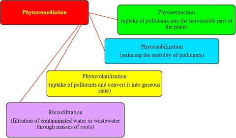 phytoextraction and phytostabilization