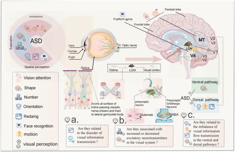 visual spatial processing disorder in adults