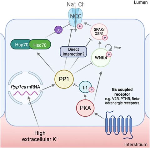 phosphothreonine pka