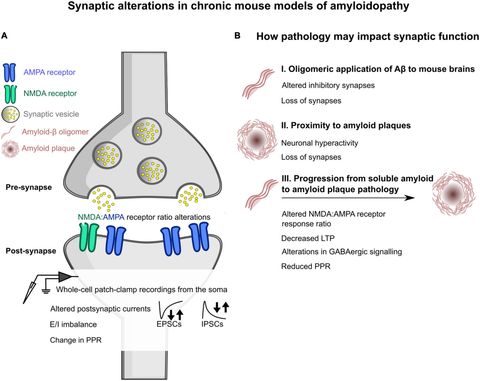 synaptic comparator