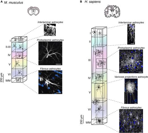 protoplasmic astrocytes function