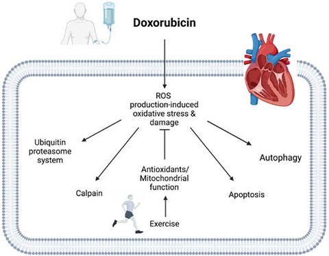 doxorubicin intercalation